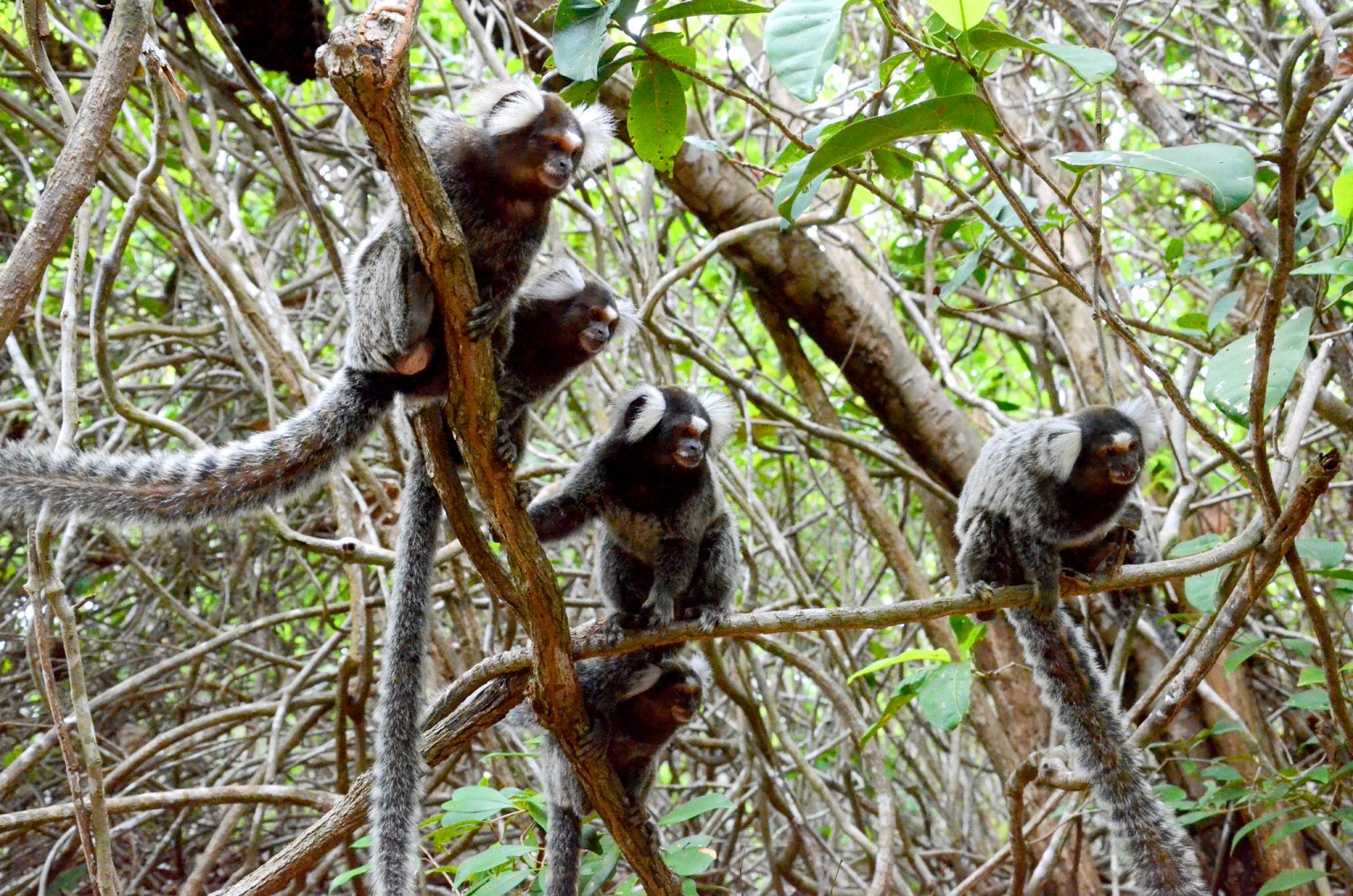 Onde Comer em Pipa - Blumar Turismo