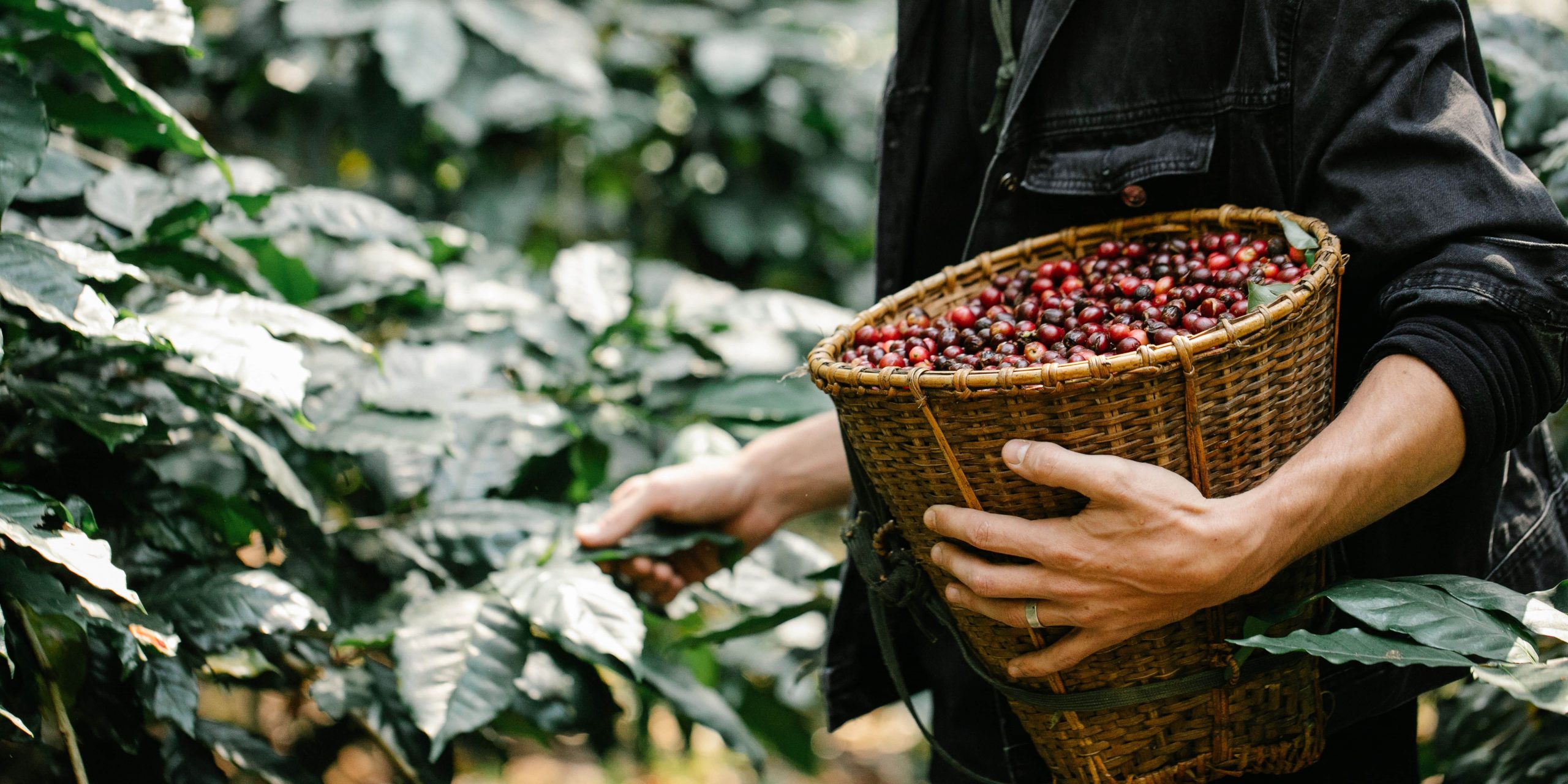 18 Lugares para fazer turismo de Café no Brasil - Blumar Turismo